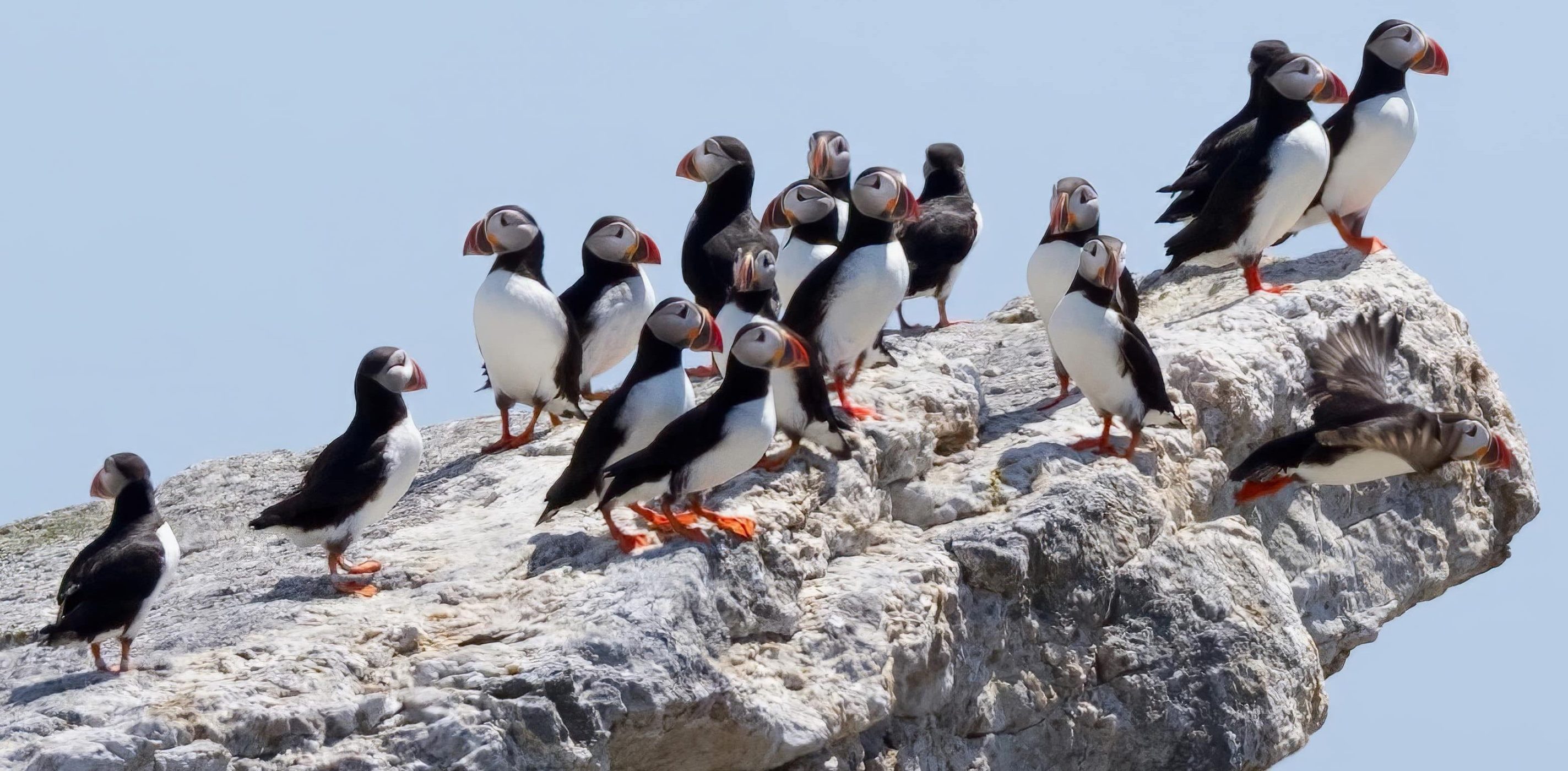Audubon Puffin Cruise Maine | Cap'n Fish's Cruises